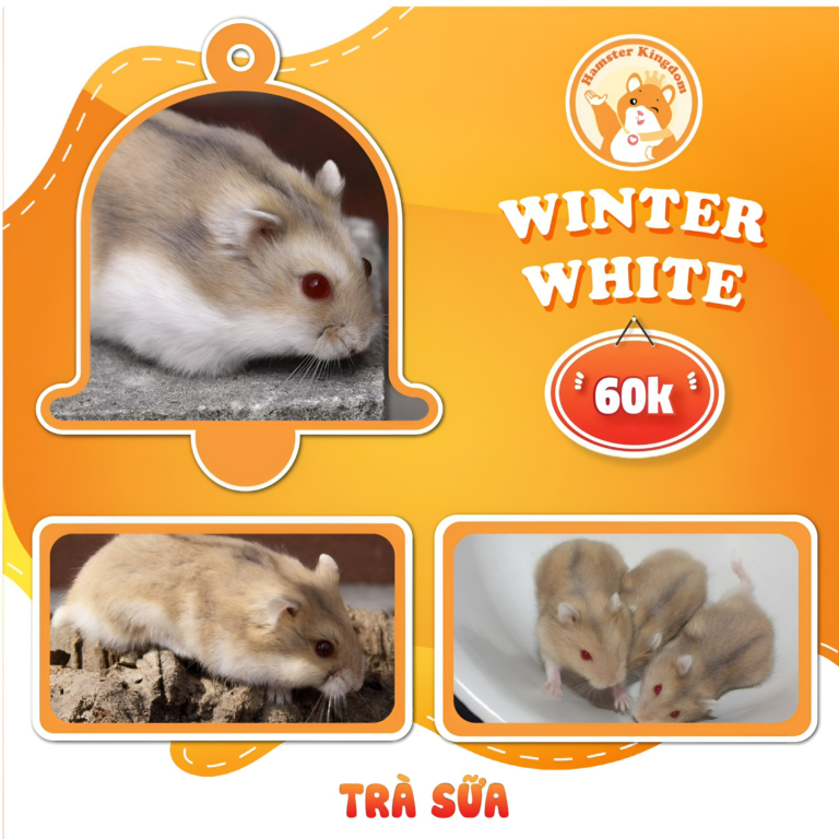 Trang chủ - Hamster Kingdom