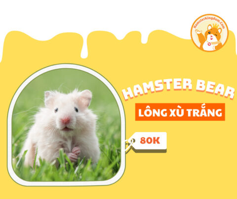 Hamster Bear Lông xù trắng - Hamster Kingdom